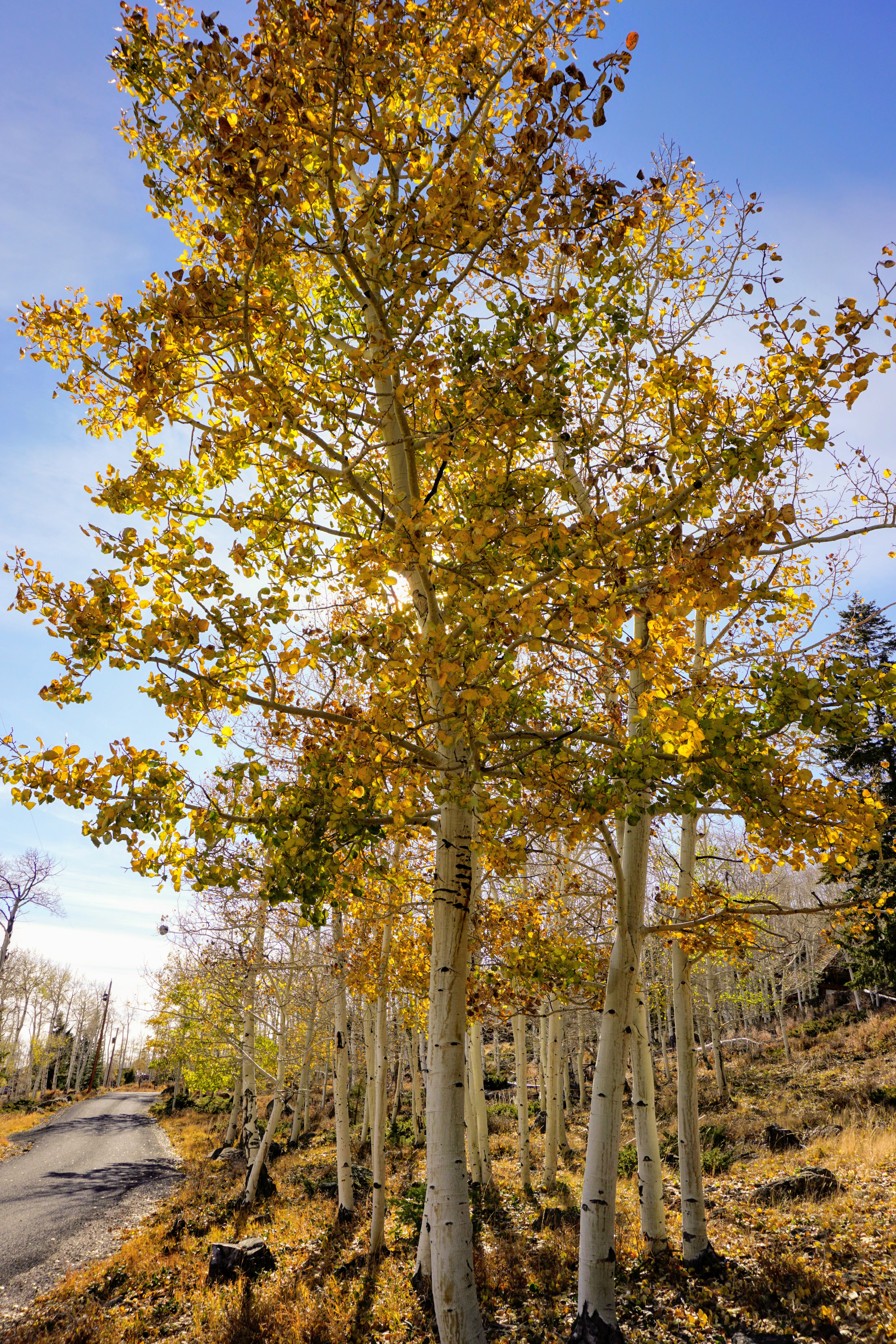 Pando, the Heaviest Living Organism