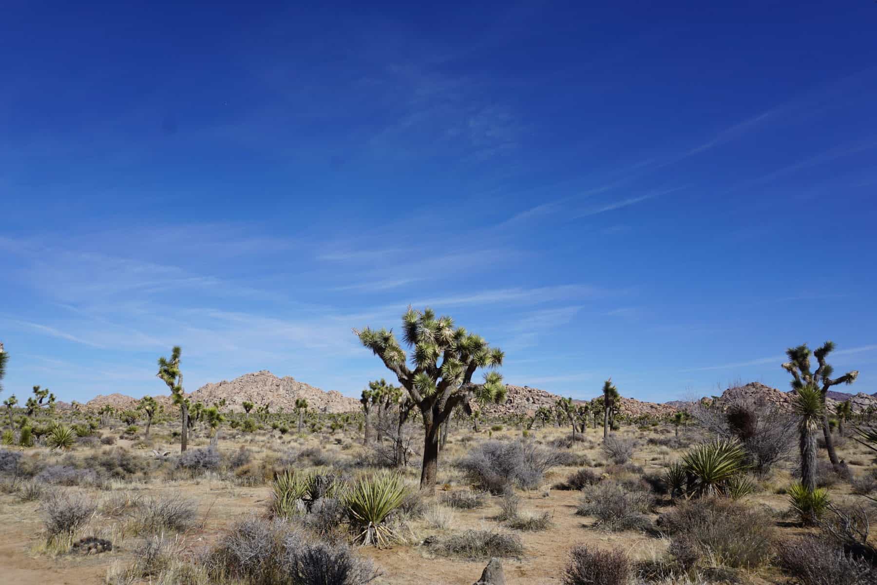 Mammals in Joshua Tree