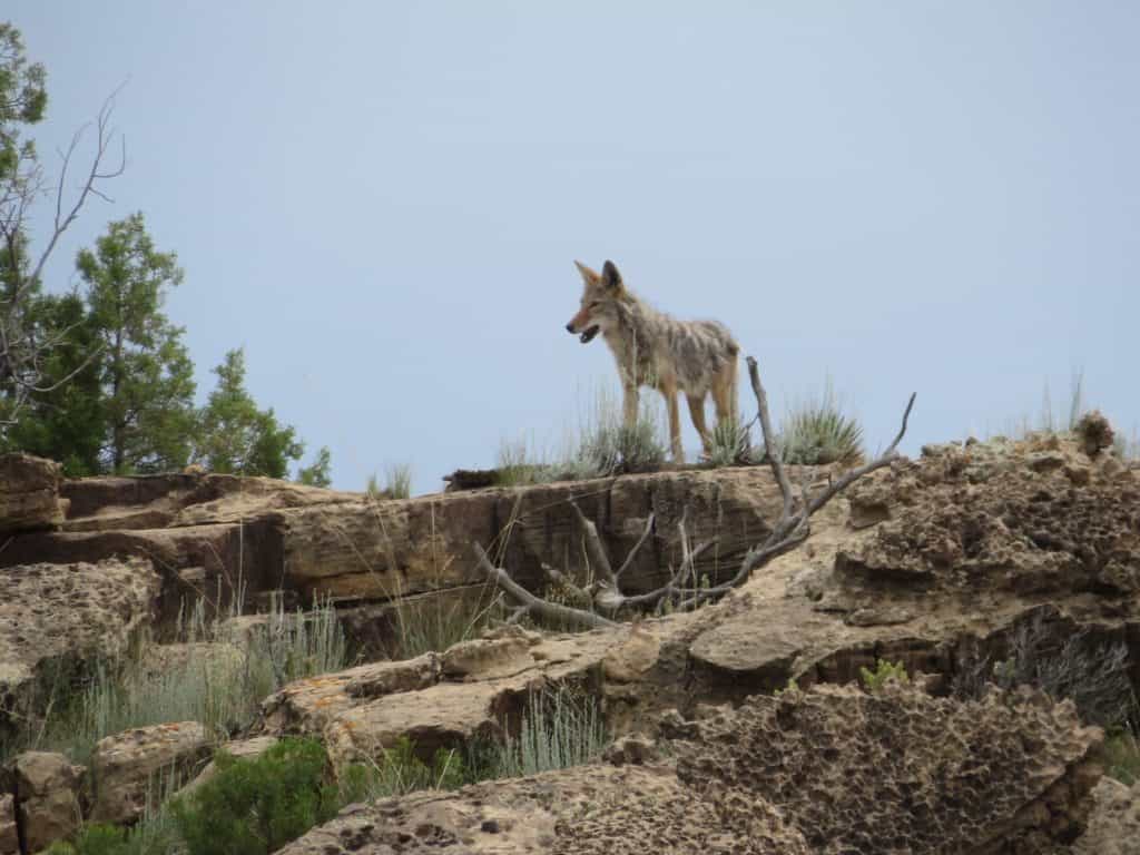 Mammals in Joshua Tree