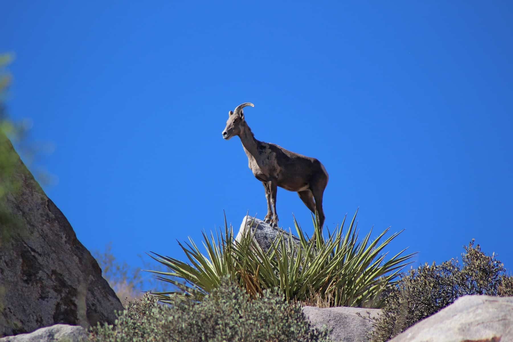 Mammals in Joshua Tree