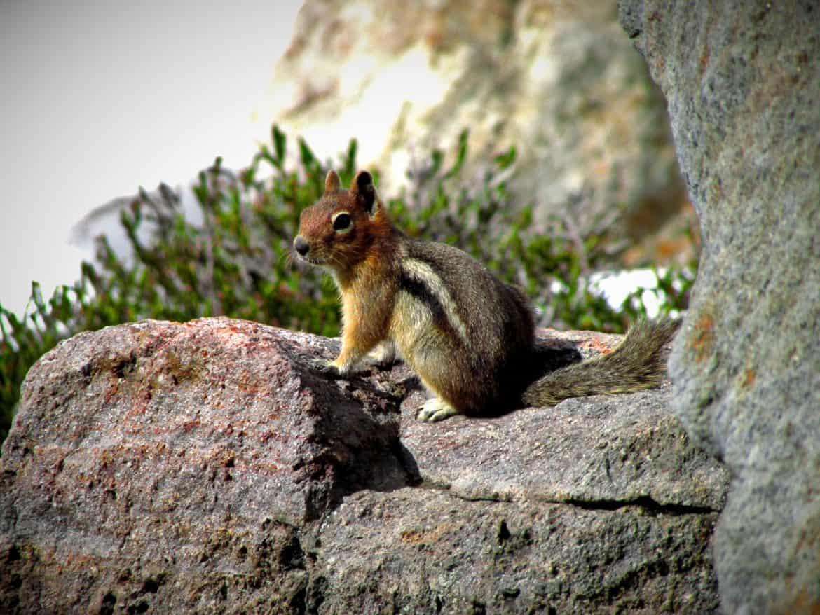 Mammals in Joshua Tree